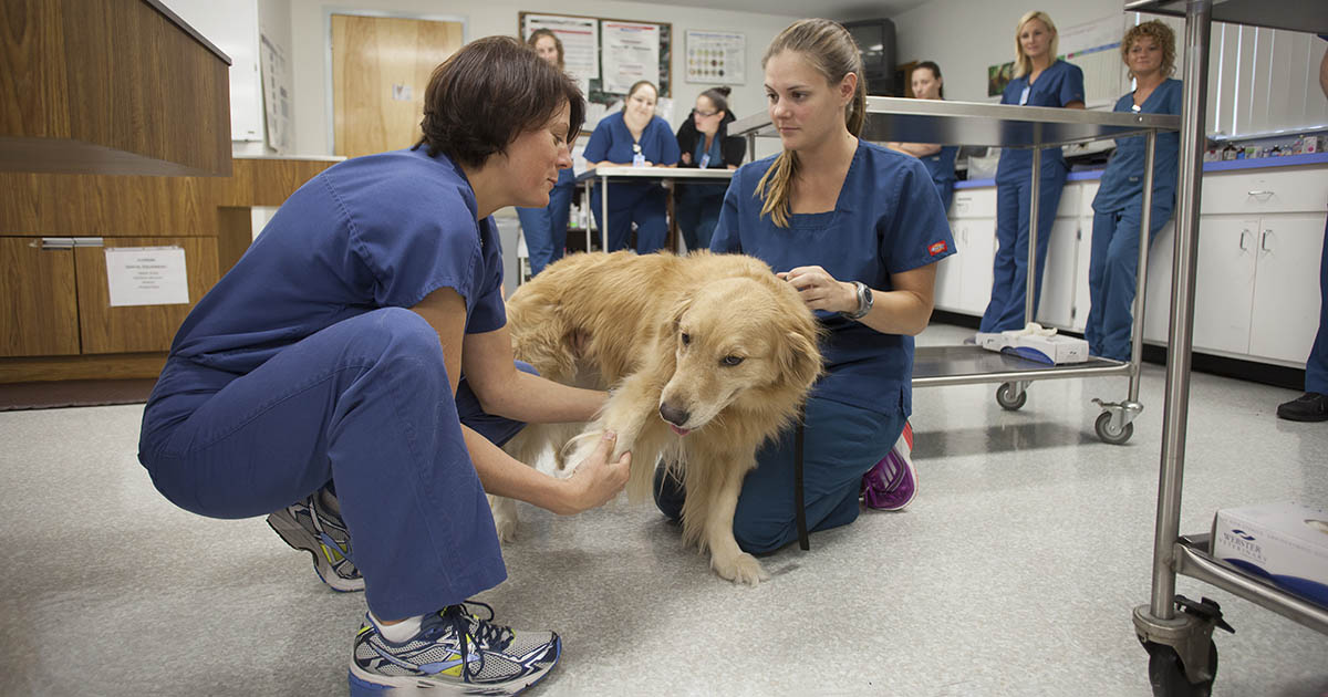 Veterinary Practice Management ATC | Eastern Florida State College